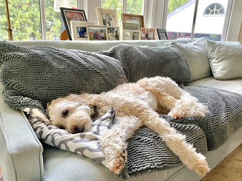 Xxl dog sofa store