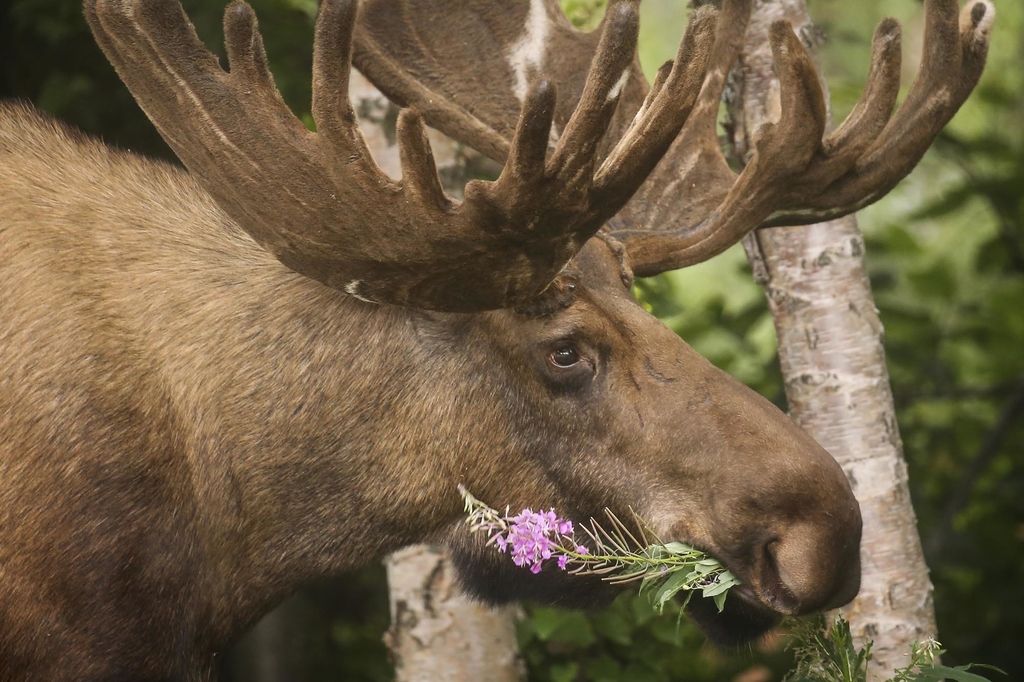 Moose Calendar 2024 Gallery – Anchorage Daily News Store
